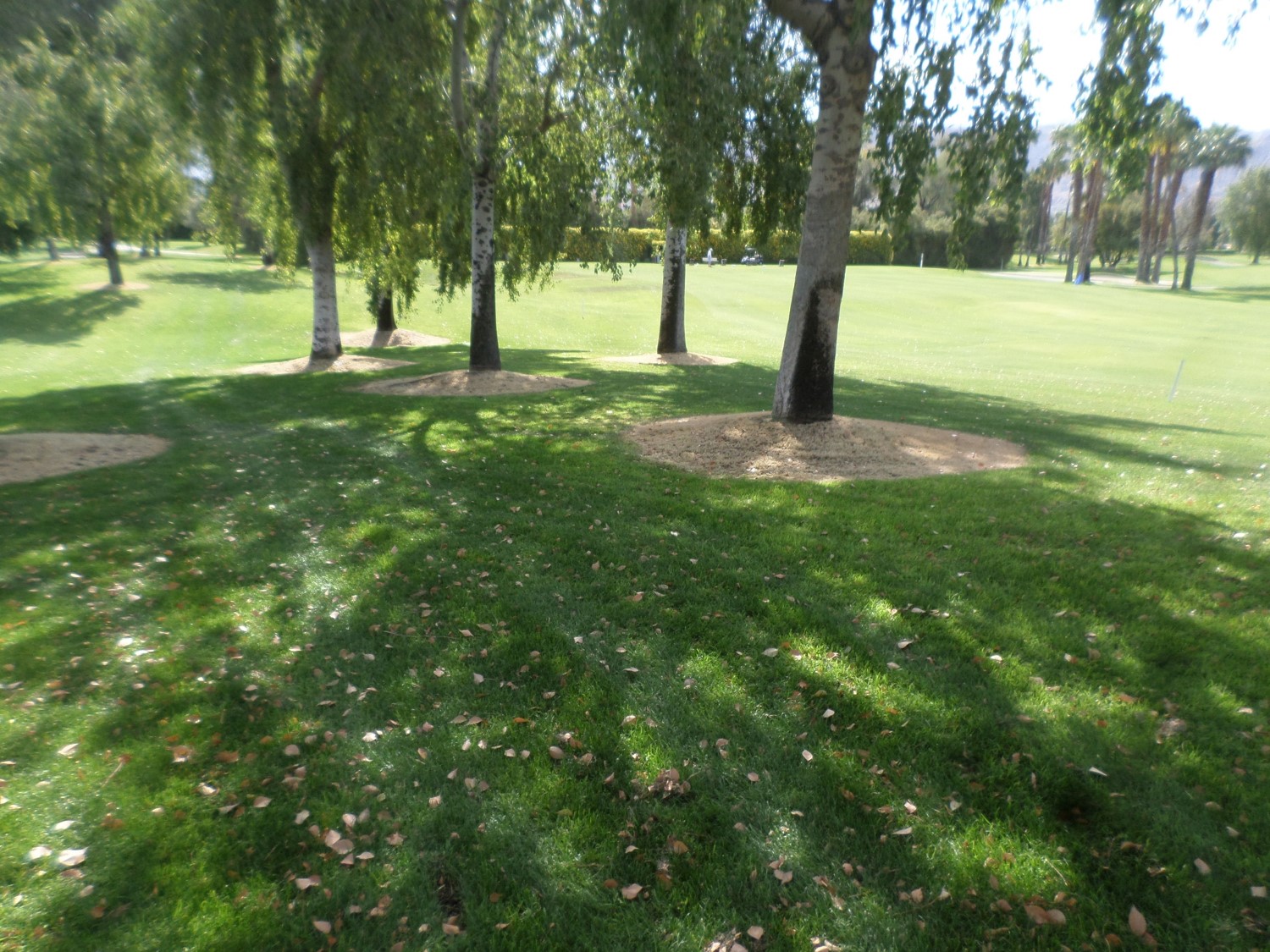 Let There Be Light: Plant Health Care and the Tree-Turf Conflict - Tree ...