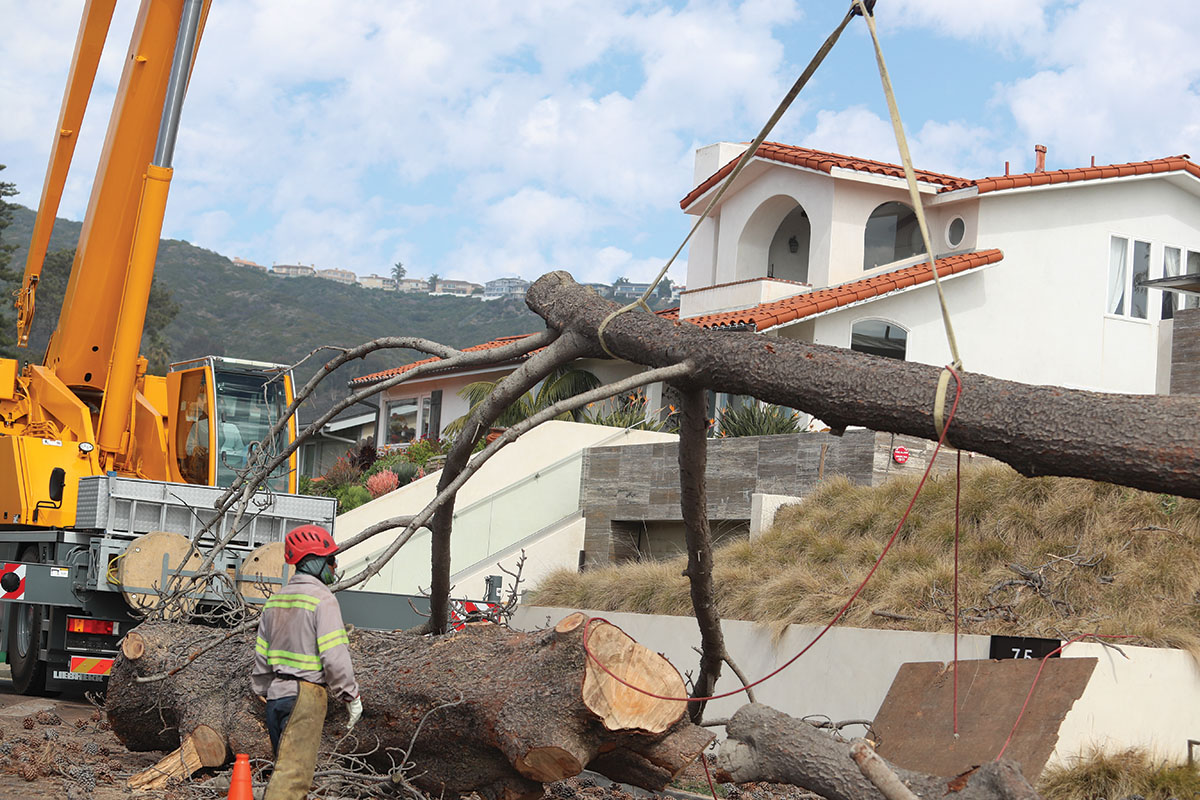 A Crane Removal in Southern California - Tree Care Industry Magazine