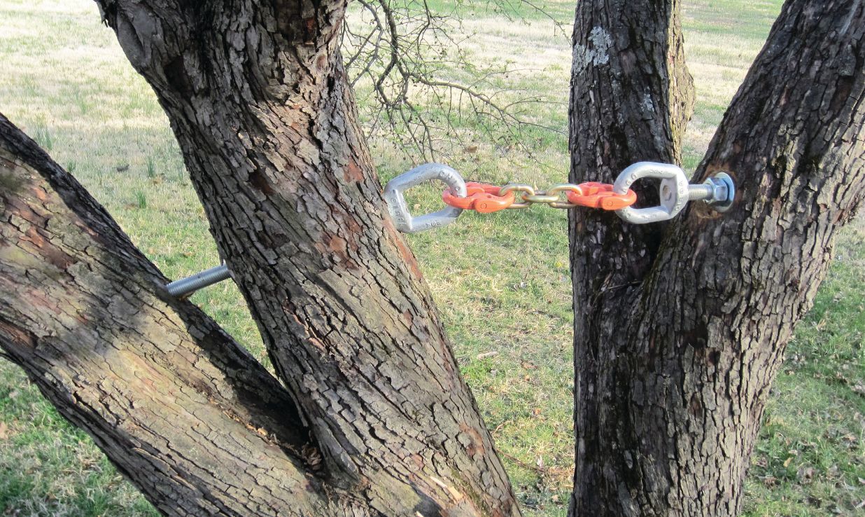 Cabling and Bracing: Back to Basics - Tree Care Industry Magazine