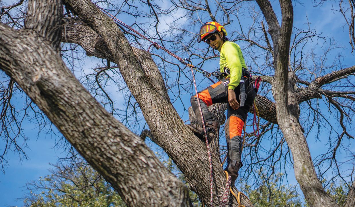 Christina Rancilio Translates a Tech Background Into a Tree Care ...