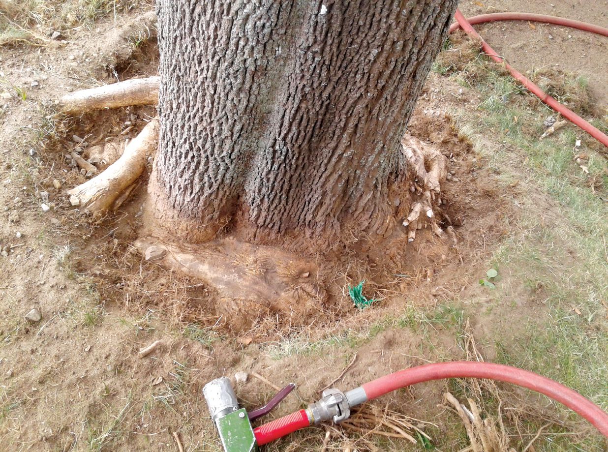 Roots and the Pneumatic Soil-Excavation Tool - Tree Care Industry Magazine