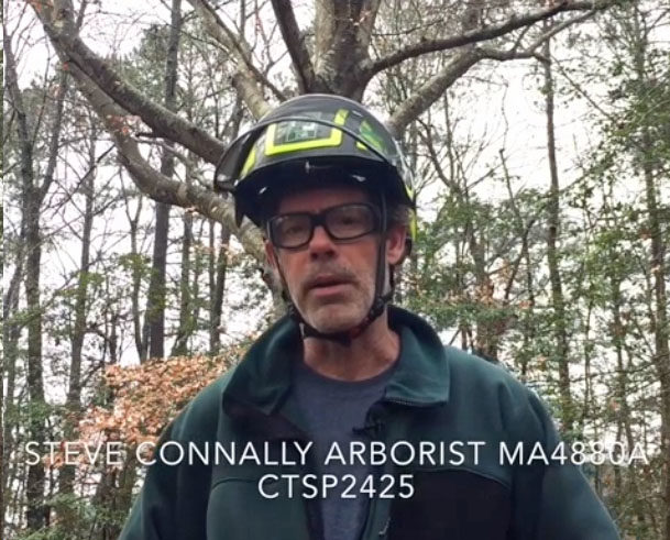 TCIA Arborist Skills: Tree inspection - A continuous process - Tree ... TCIA Arborist Skills: Tree inspection - A continuous process - Tree ...