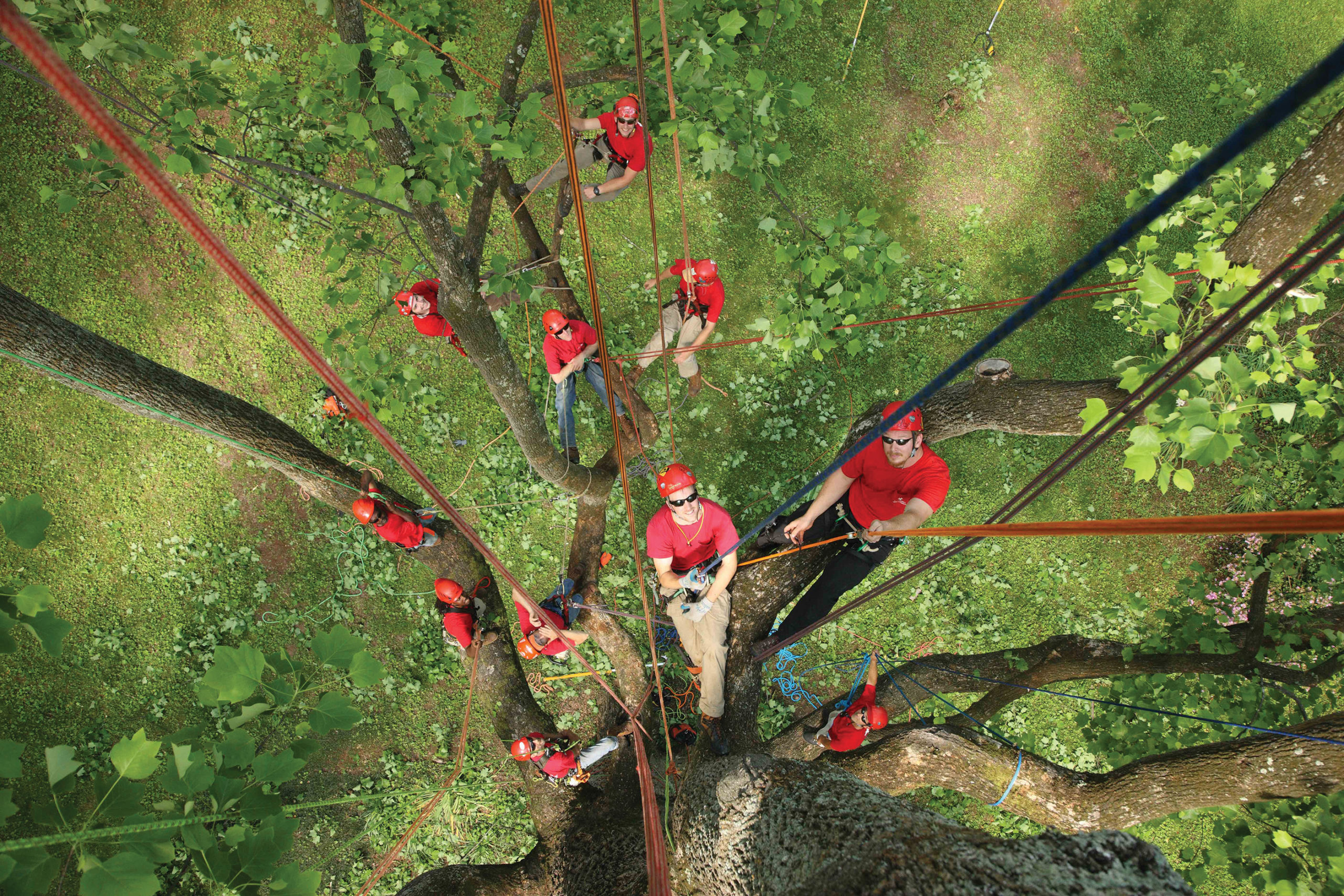 100 Years of Innovation Propel Van Yahres Tree Company Toward ...