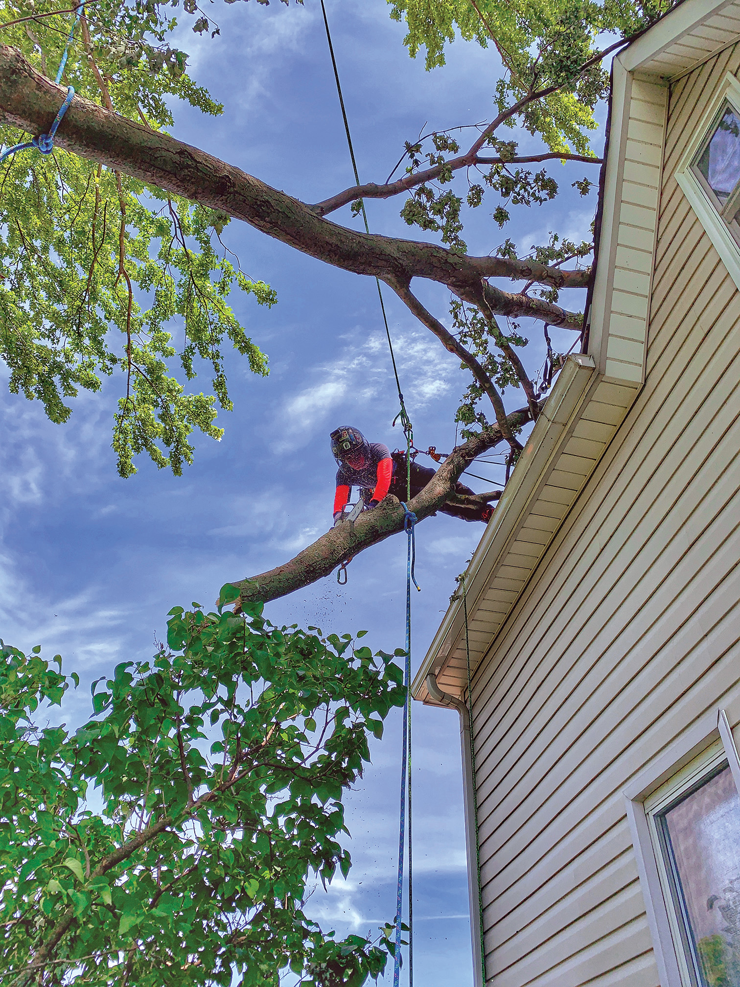 Bridging The Great Divide: Men and Women Helping Each Other in Tree ...