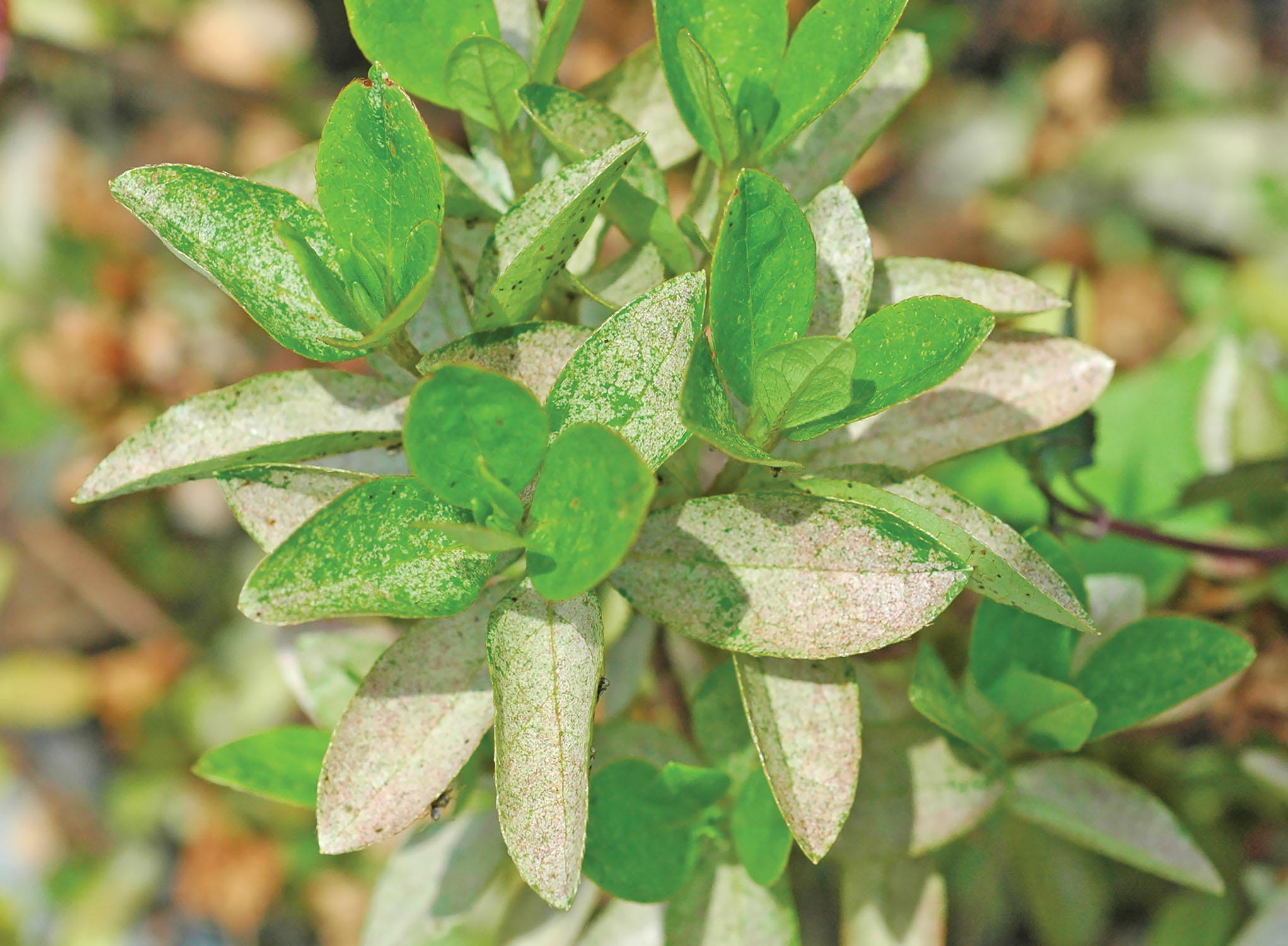 CSI For Bugs, Part 4: Diagnosing Discoloration and Distortion Caused by ...