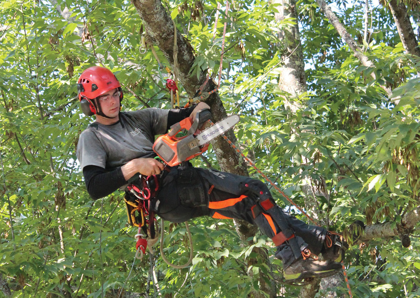 Battery-Powered Chain-Saw Considerations - Tree Care Industry Magazine