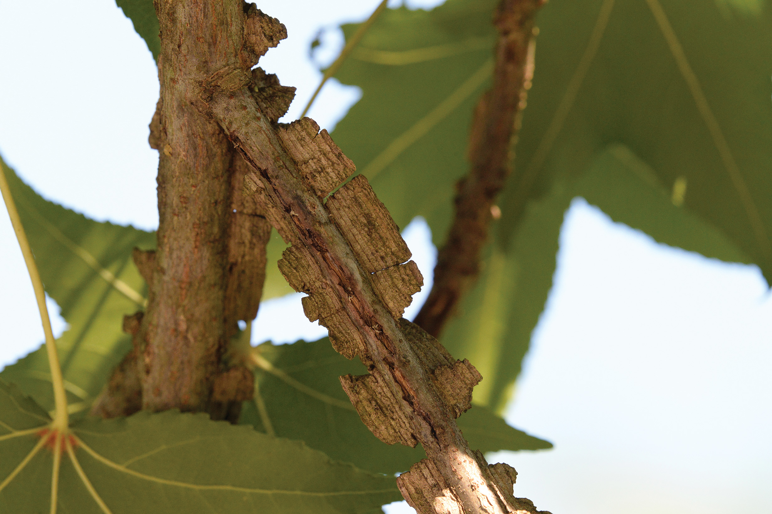 abiotic and biotic stressors Archives - Tree Care Industry Magazine