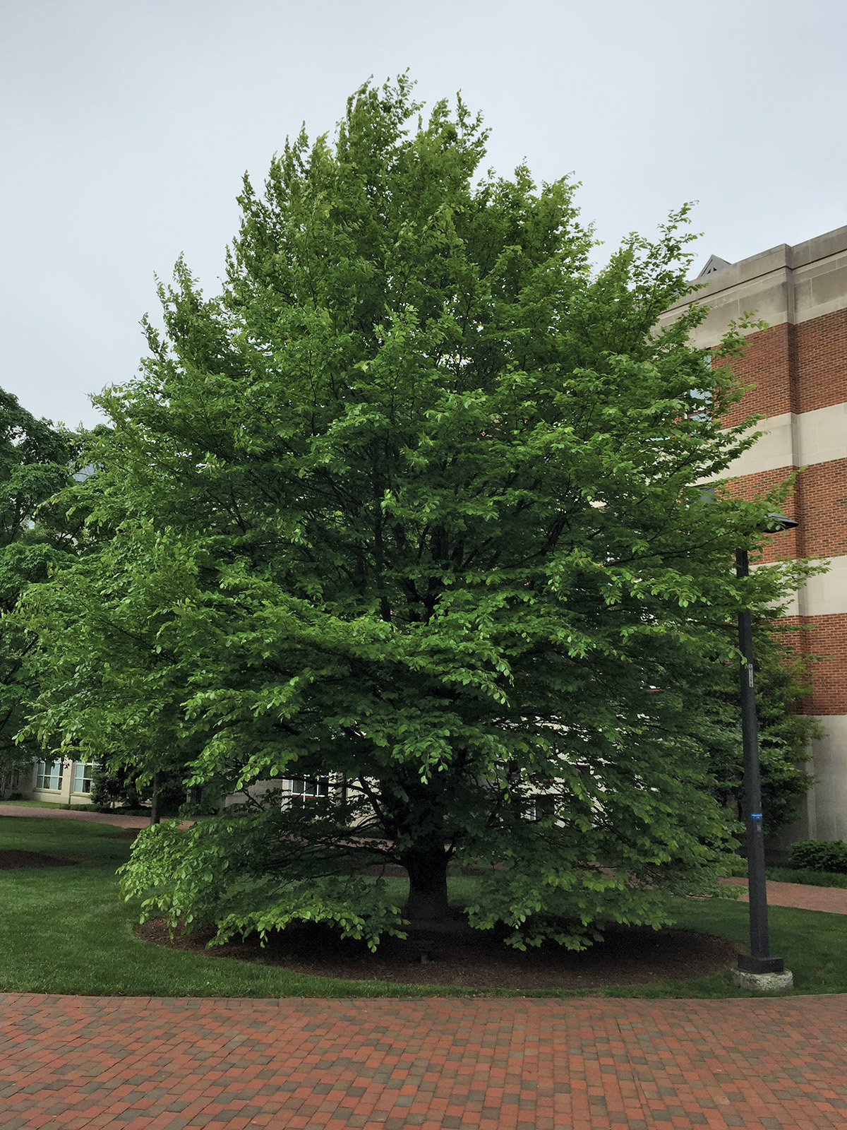 Remembering the Memorial Trees - Tree Care Industry Magazine