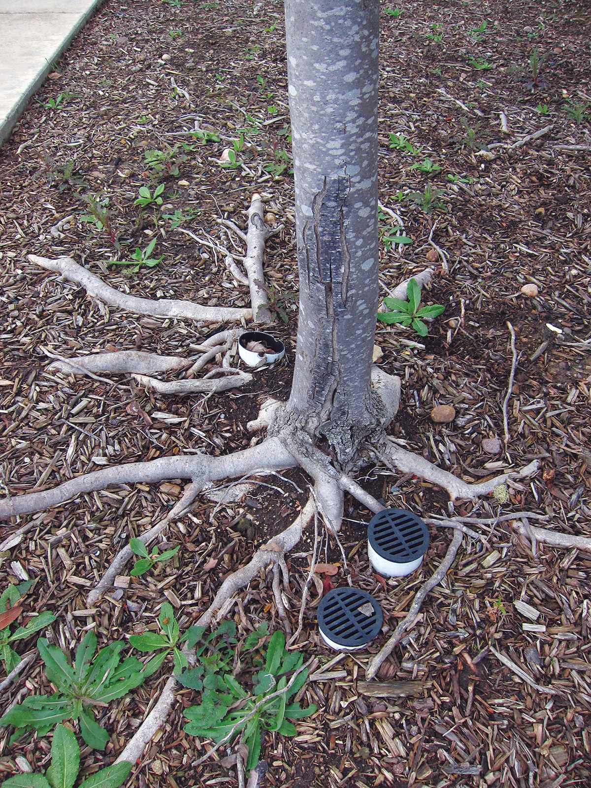 Abiotic Disorders of Trees - Tree Care Industry Magazine
