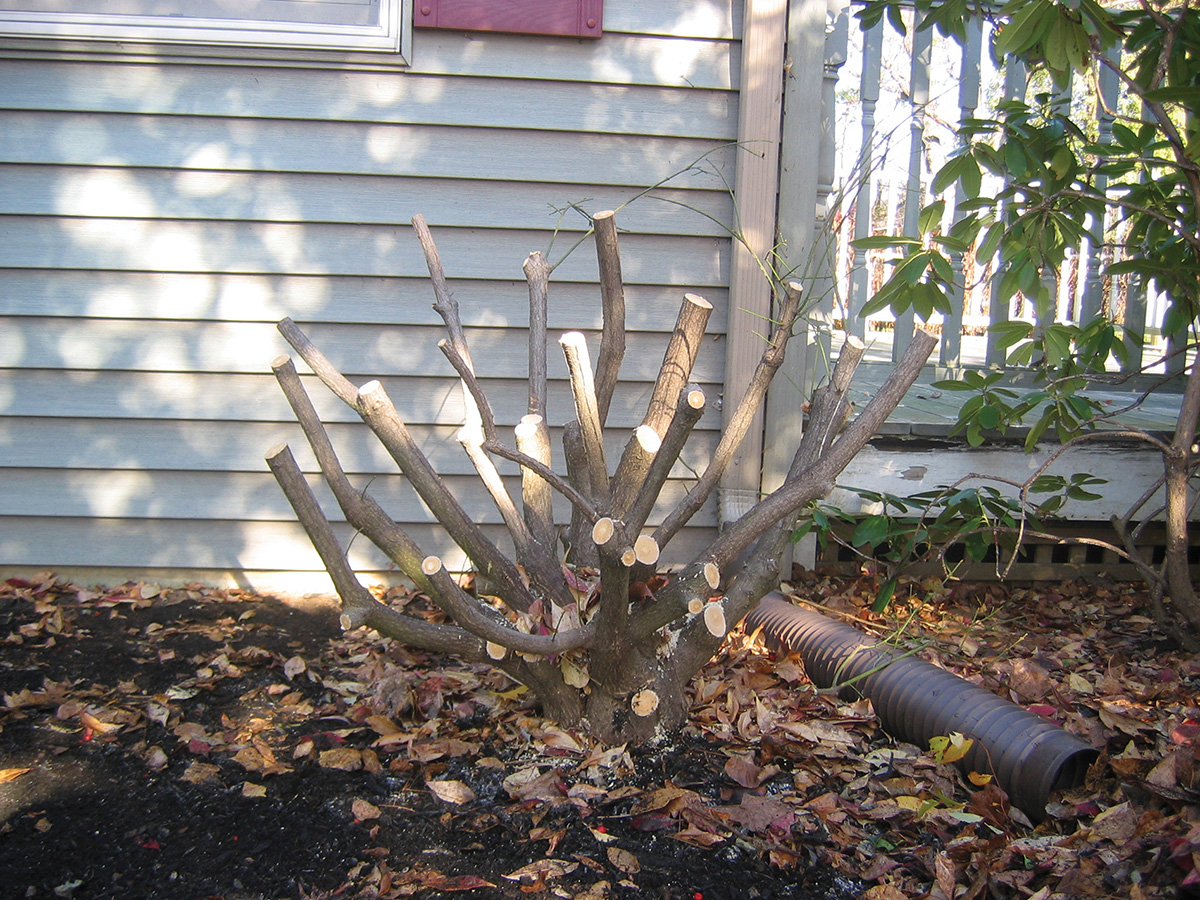 “Bring Me a Shrubbery …” - Tree Care Industry Magazine