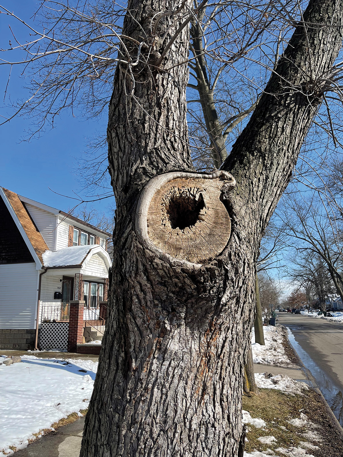 Where to Put Decay in Trees? - Tree Care Industry Magazine