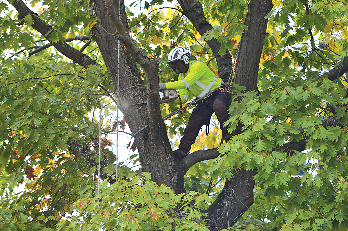 CTSP Safety Tools and Concepts Still Useful 15 Years Later - Tree Care ...