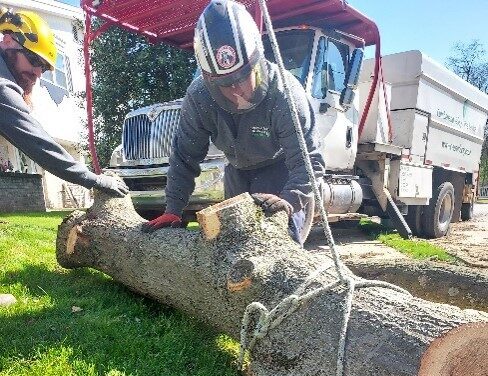 Not for the Knotless - Untying Rigging Knots - Tree Care Industry Magazine