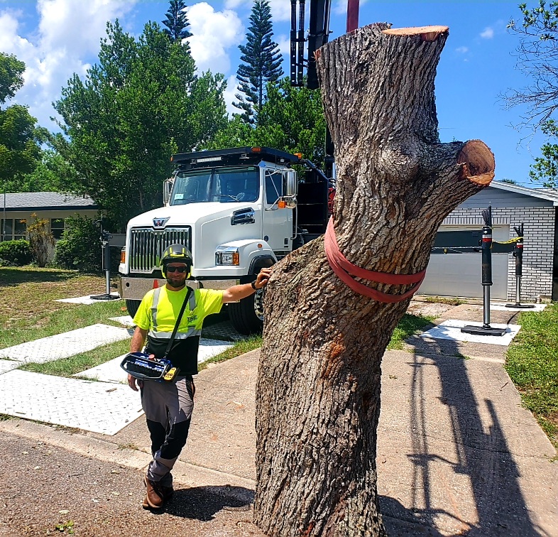 Tree Service Express: Achieving Goals Through Accreditation - Tree Care ...