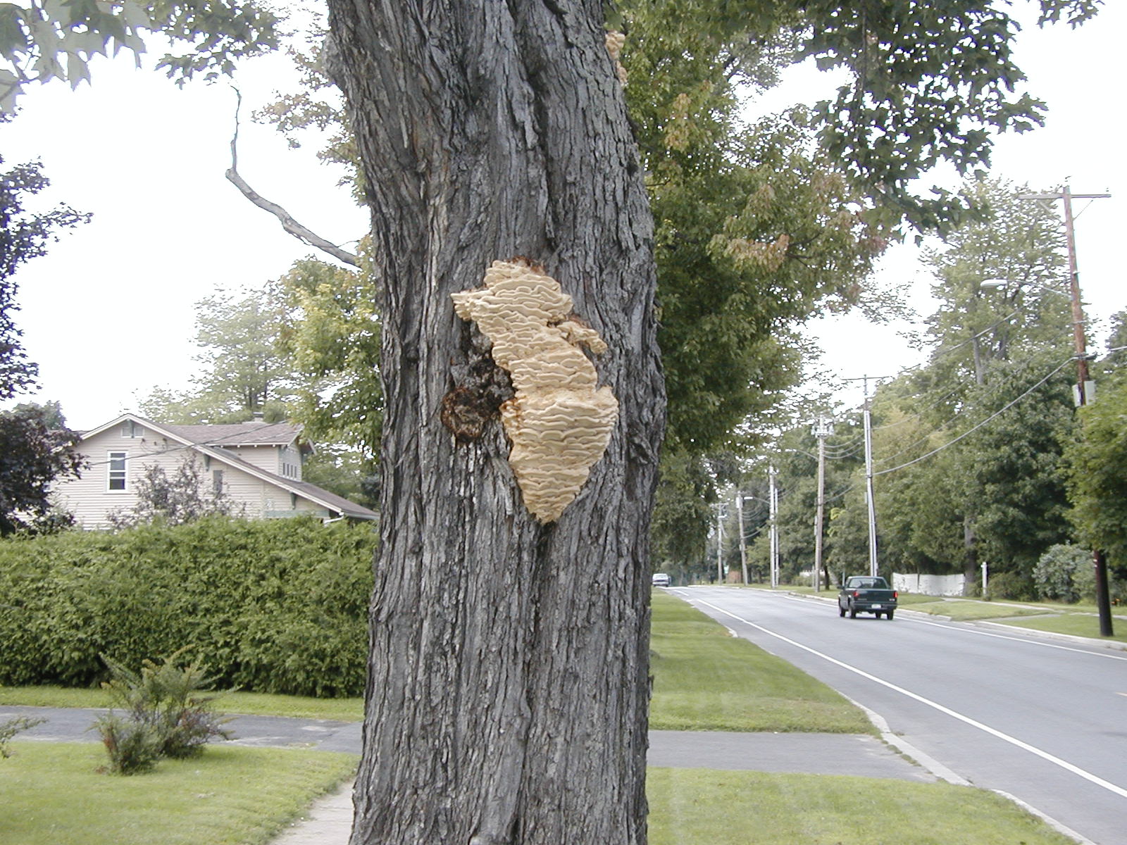 How to Identify Common Trunk Decay Fungi: The Northern Tooth - Tree ...