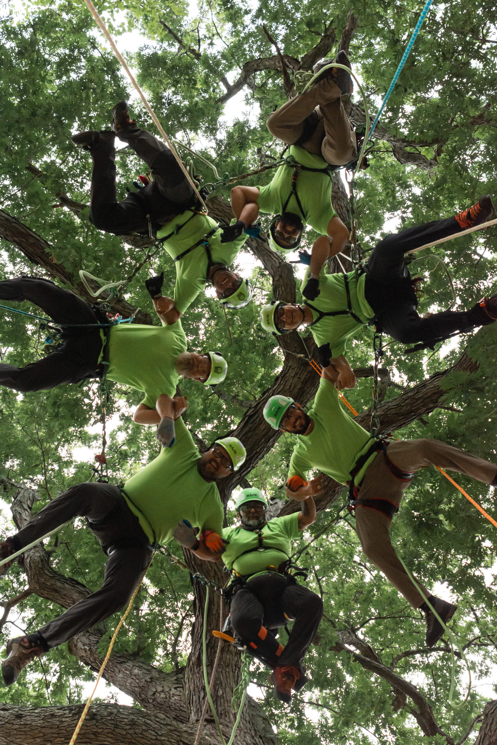 Motivation in Arboriculture: Inspiration Tree Care Industry Magazine