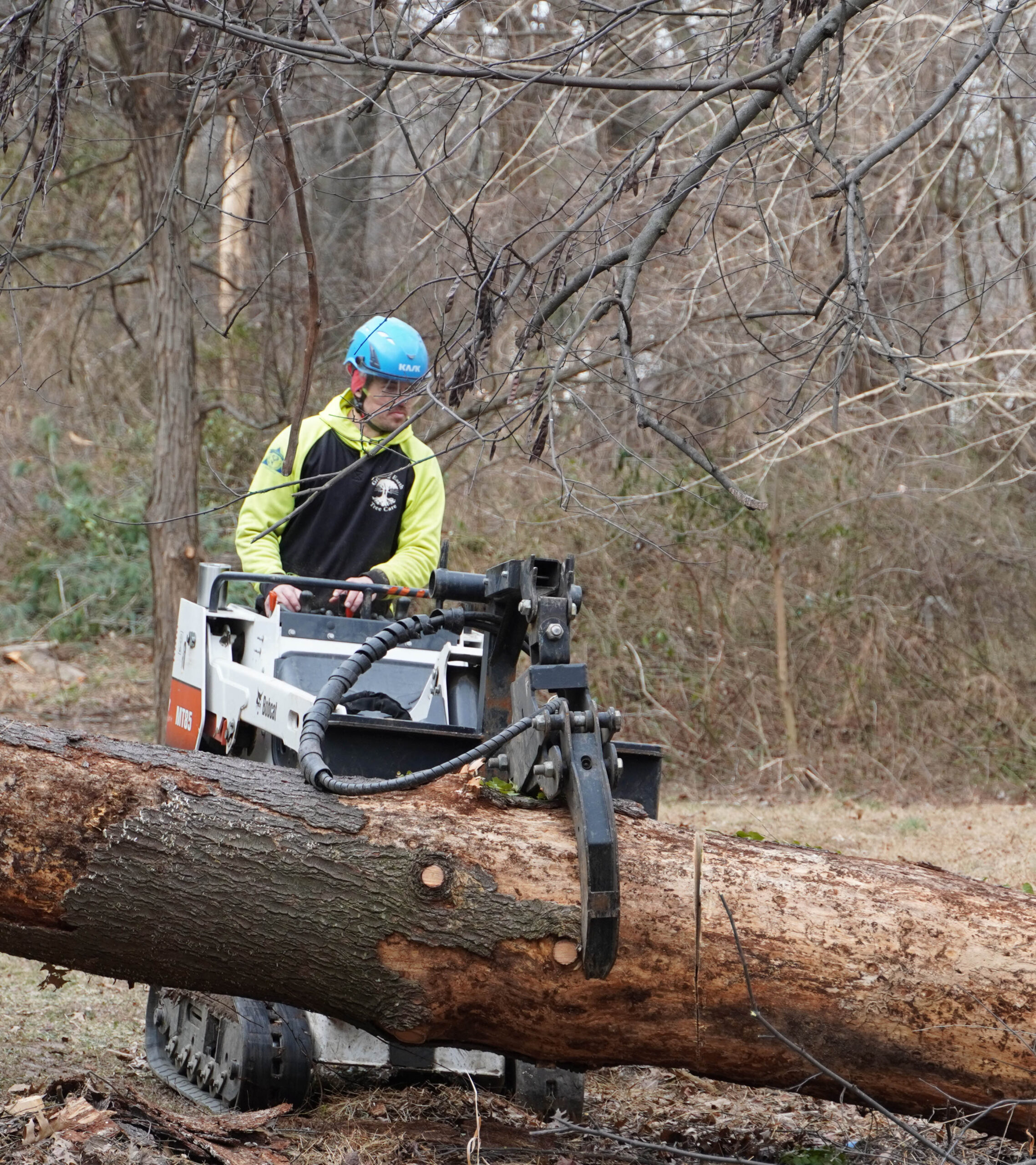 Quality Is the Hallmark of Growing Earth Tree Care