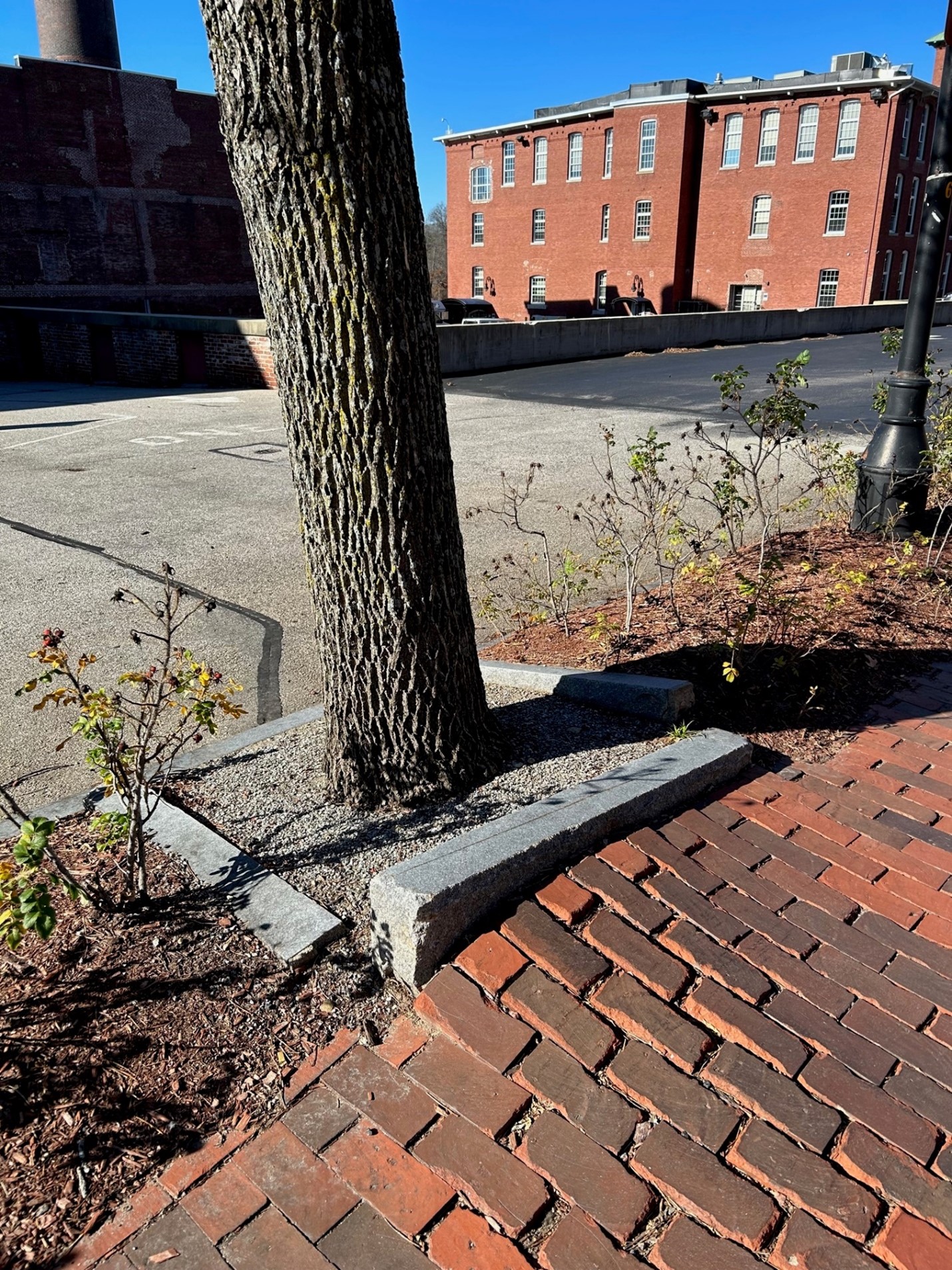 The Plight of Urban Soils: A Combination of Stress Factors