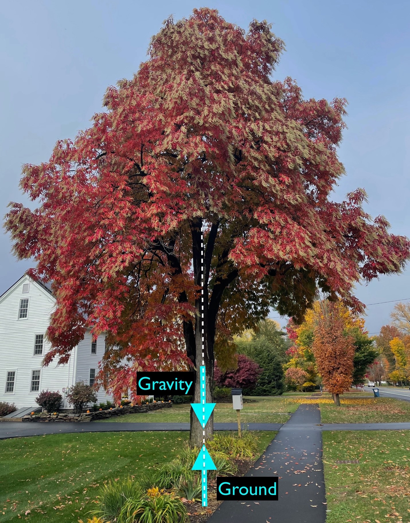 What Is Tree Biomechanics and Why Should I Care?