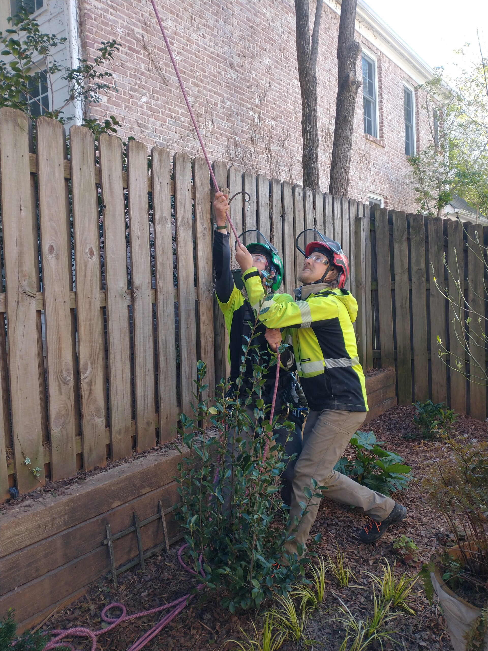 Judging the Validity of the Tie-In-Point Pull Test - Tree Care Industry ...