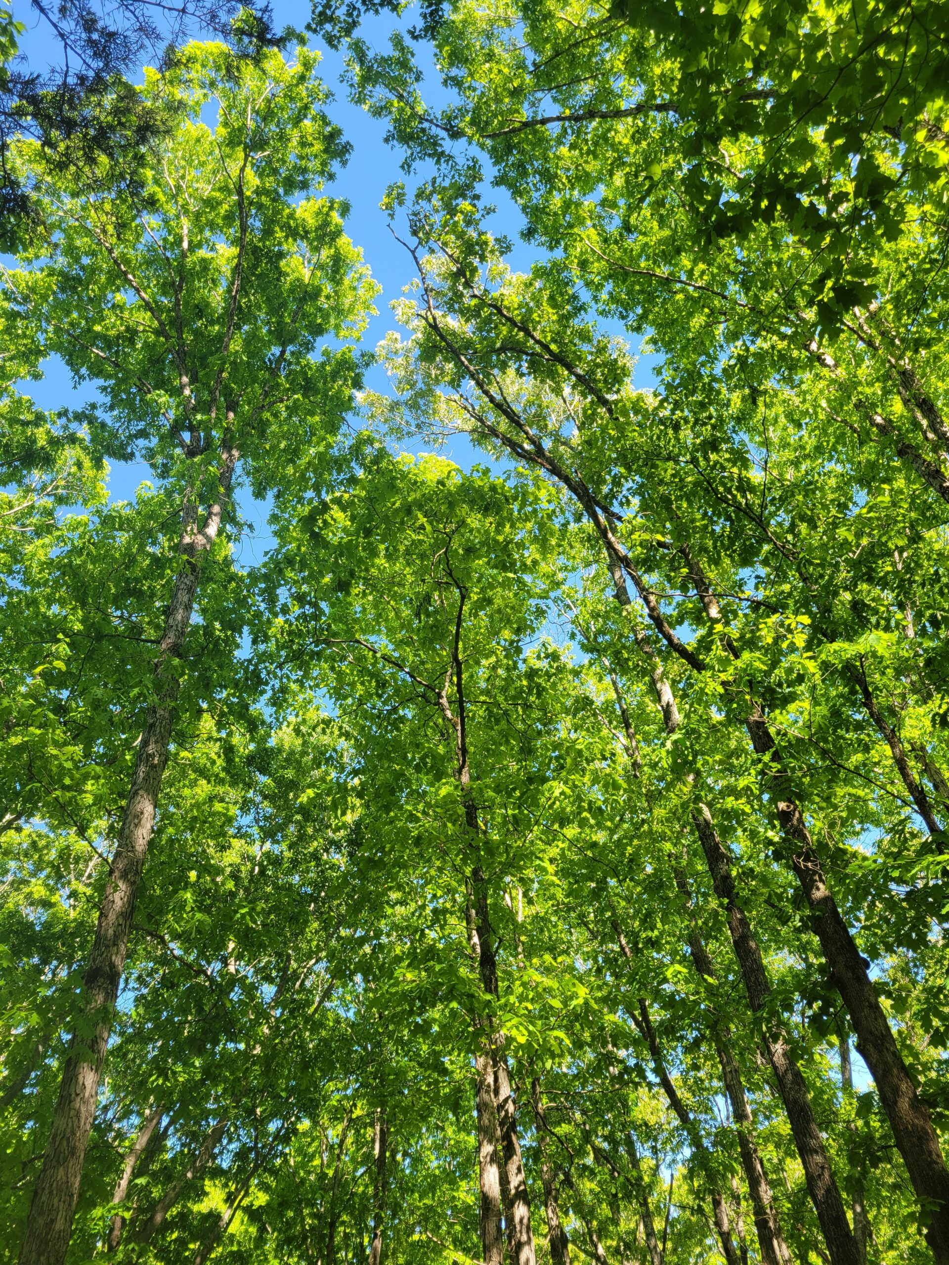 Five Revenue-Generating Strategies to Power Up Your Tree Service