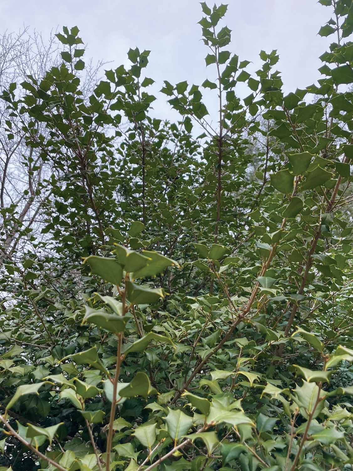 American Holly Pruning