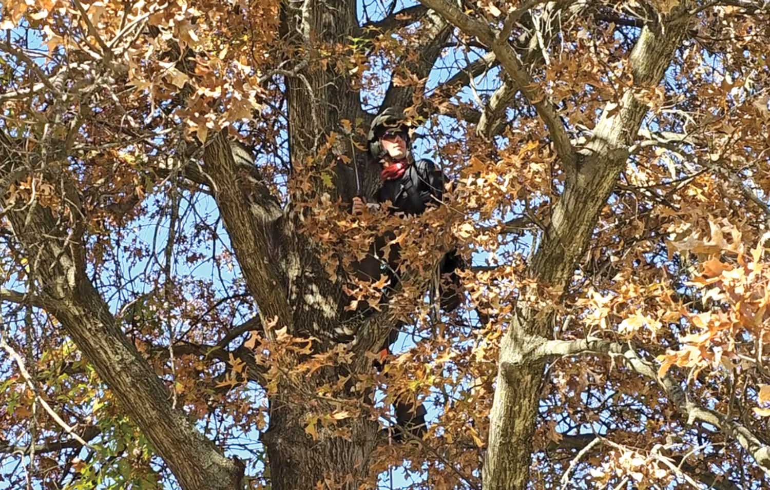 Pruning Pin Oaks Like a Boss
