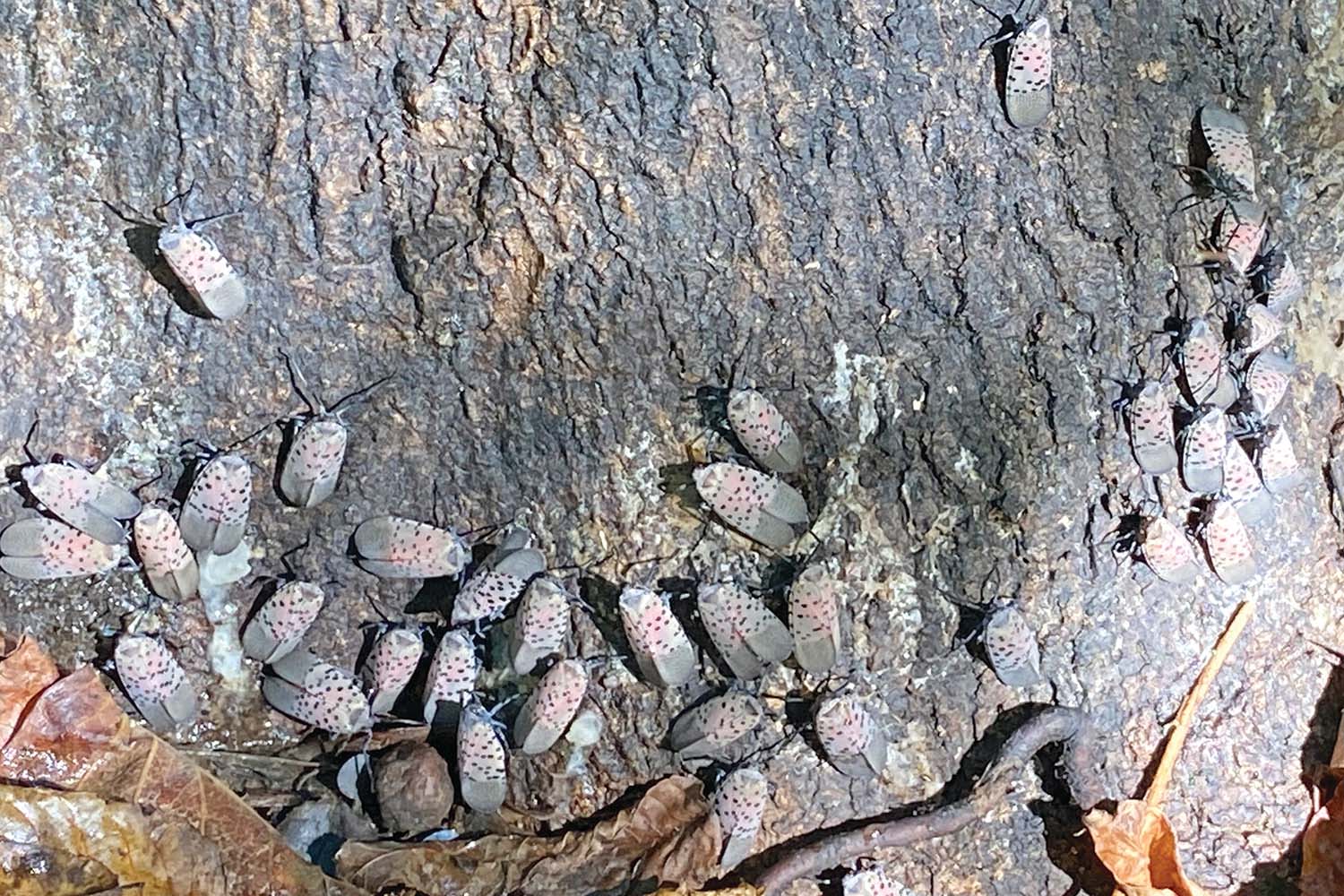 Catching Up With a Fast-Moving Pest: Spotted Lanternfly (SLF)