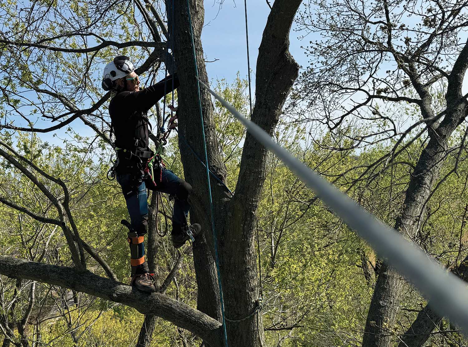 An Introduction to Supplemental Tree-Support Systems, Part 1: The Need ...