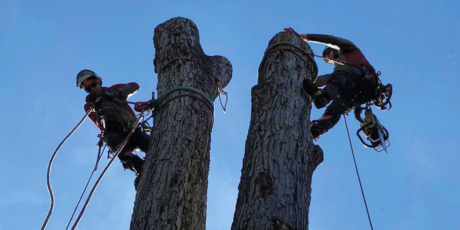 The One Thing to Rule Them All - Tree Care Industry Magazine