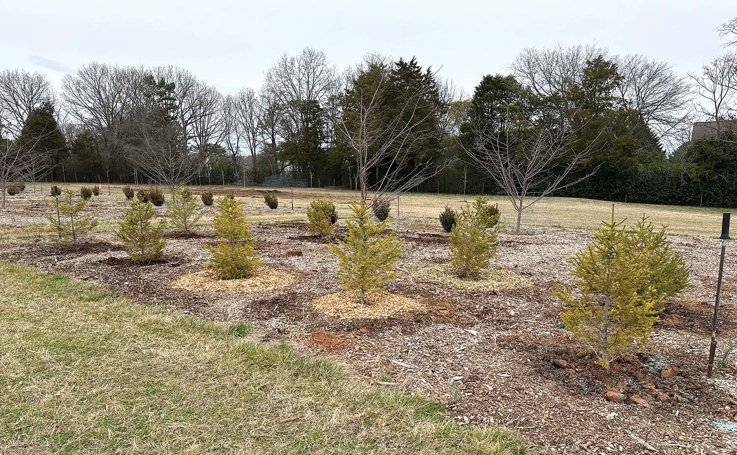 Mad For Mulches: Single-Species Mulches Can Provide Many Benefits