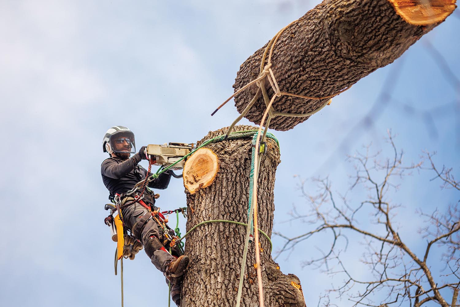 Mason Brandenberger, CTSP, Author at Tree Care Industry Magazine