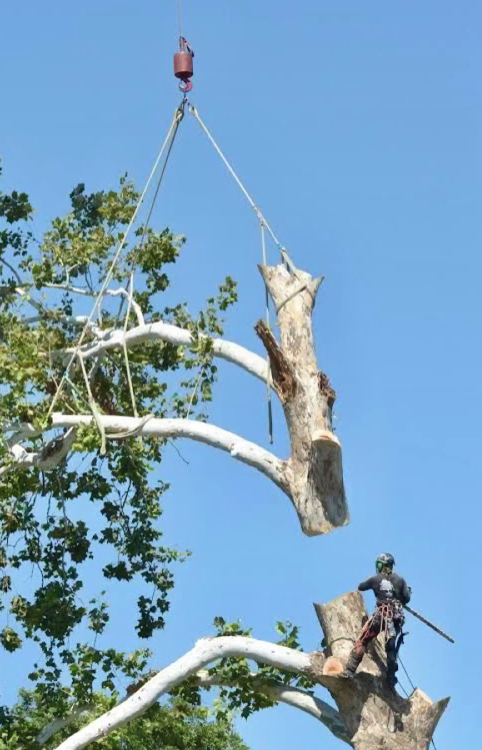 Cutting Edge - Products Archives - Tree Care Industry Magazine