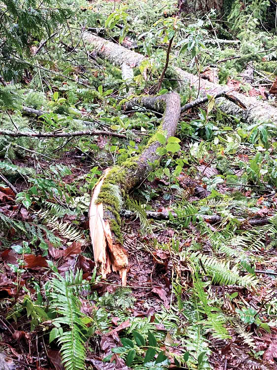 Safety Lessons and Tips for Tree Trimmers