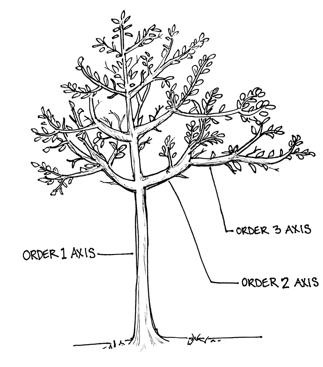 A Case for Holistic Pruning: Prioritizing Tree Biology Over Tradition