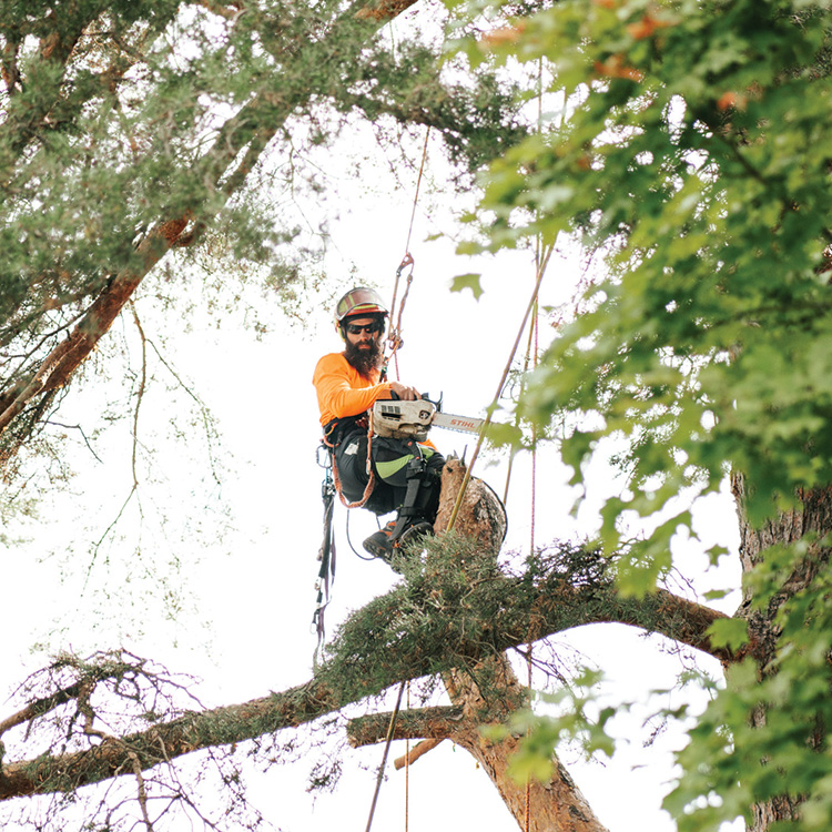 Shin-Fu: The Sales Secret Arborists Haven’t Heard of – but Should Be Using